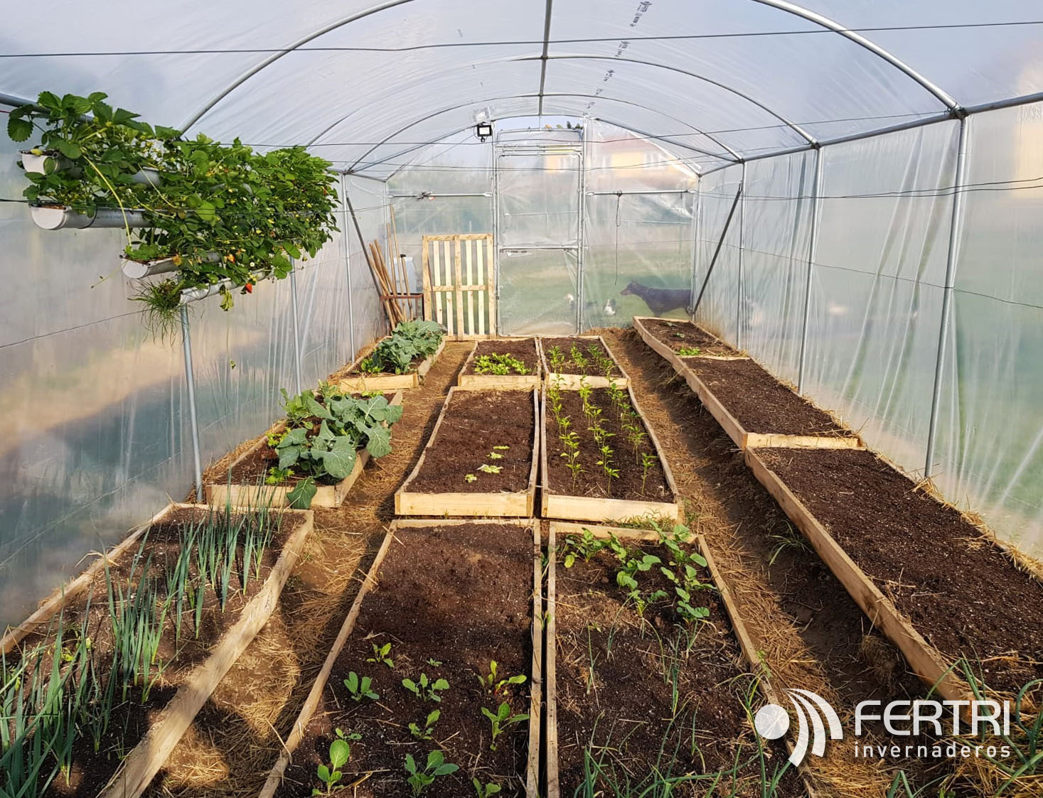 11 Consejos para Optimizar el Orden en tu Invernadero - Jardineria Ideal