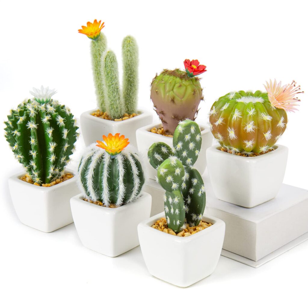 11 Hermosos Cactus Pequeños Ideales para Macetas y Contenedores ...