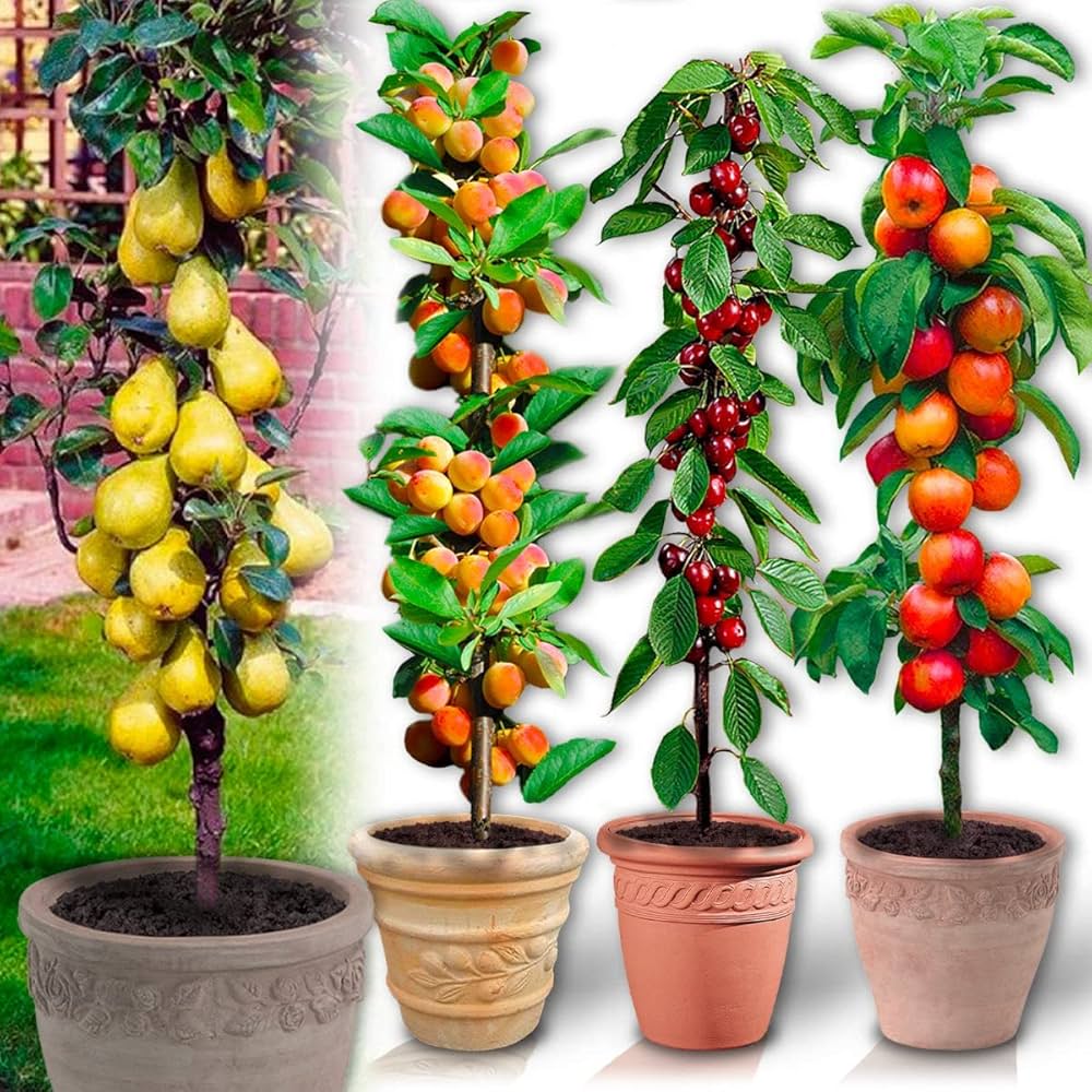 12 Elegantes Árboles Columnar para Espacios Reducidos - Jardineria Ideal