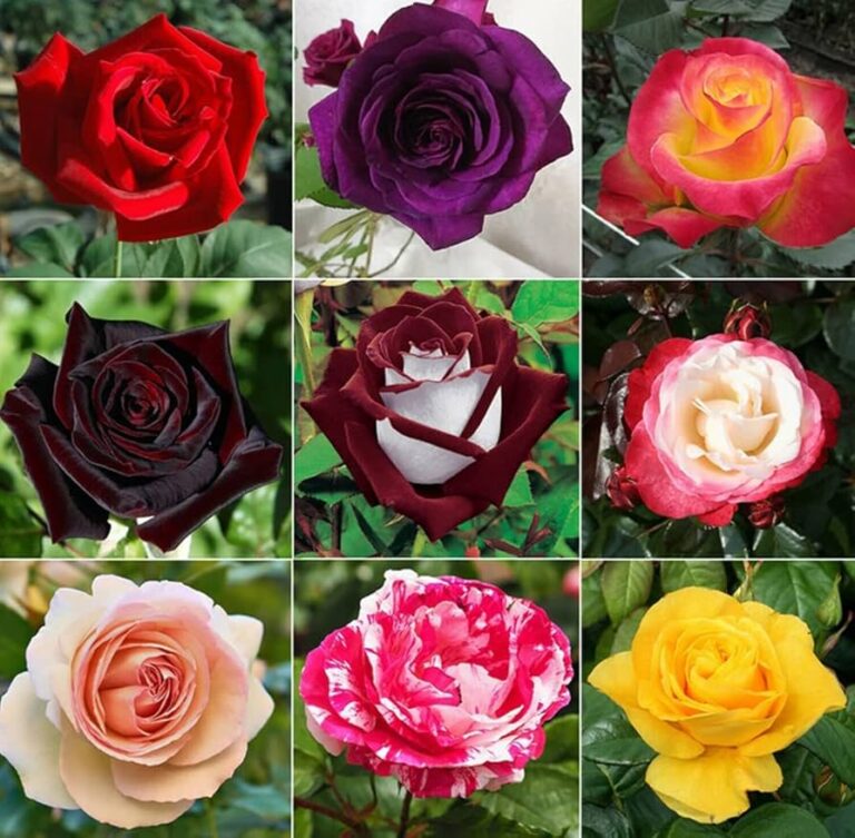 14 Rosas de Colores Vivos Para Cultivar Esta Temporada - Jardineria Ideal