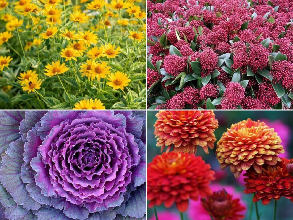 15 Rosales Sencillos que Brillan en Otoño - Jardineria Ideal