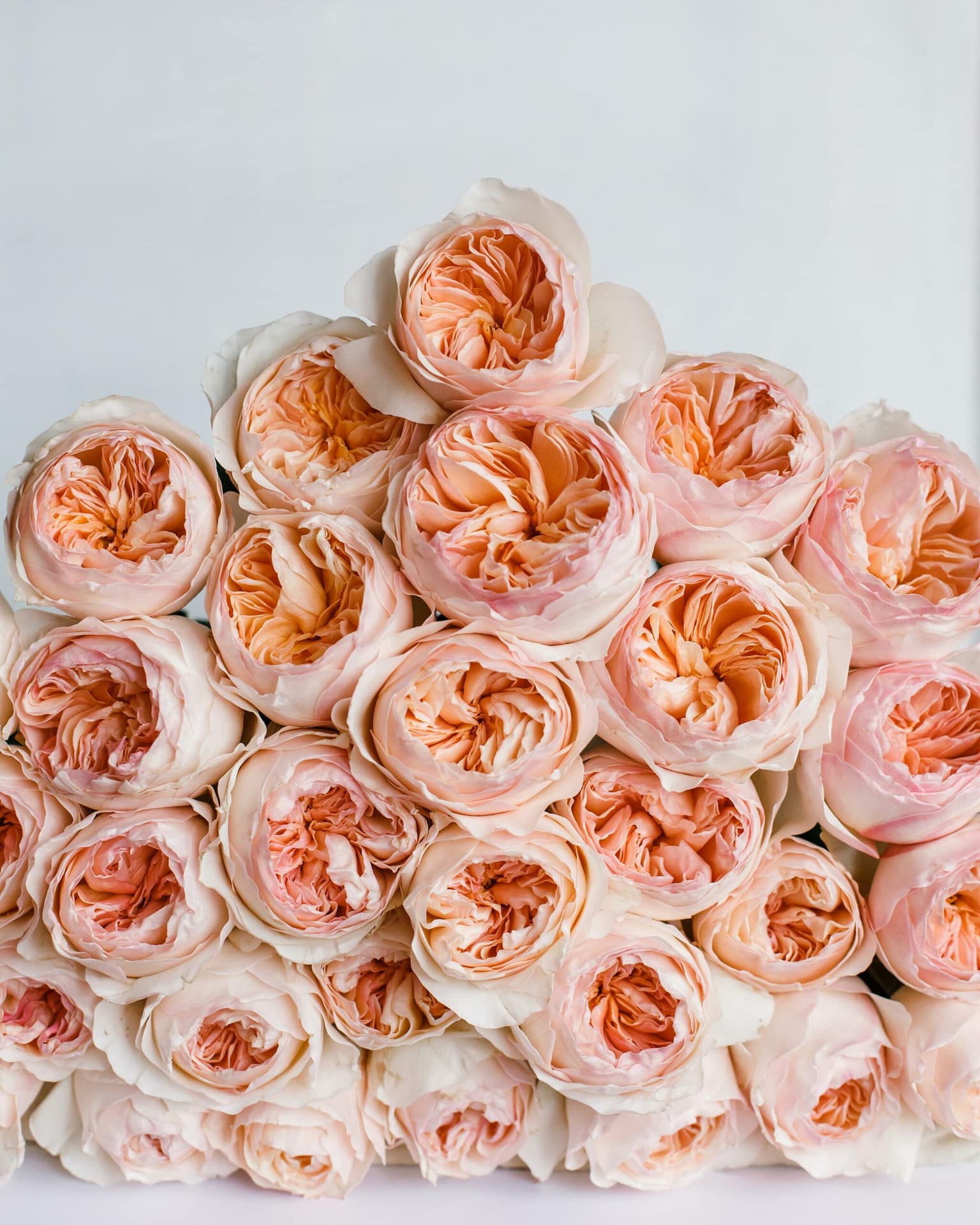 15 Rosas Melocotón y Albaricoque Imprescindibles - Jardineria Ideal