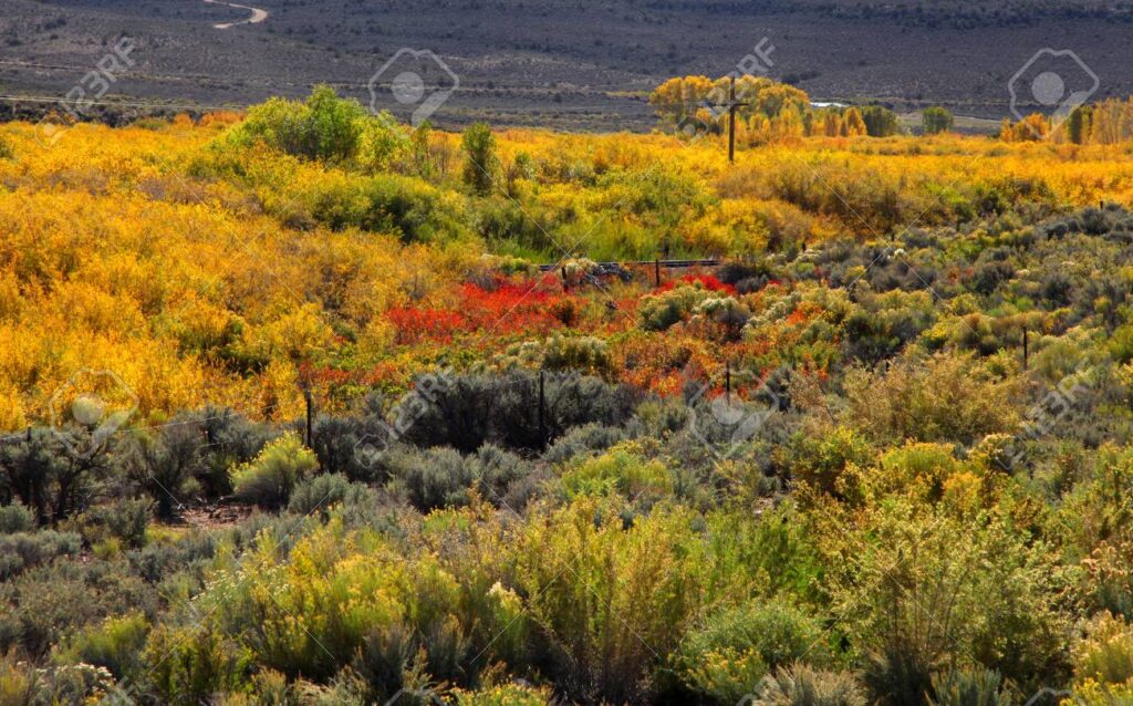 19 Arbustos con Espectaculares Colores Otoñales - Jardineria Ideal
