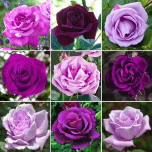 21 Impresionantes Rosas en Tonos Violeta y Lila - Jardineria Ideal