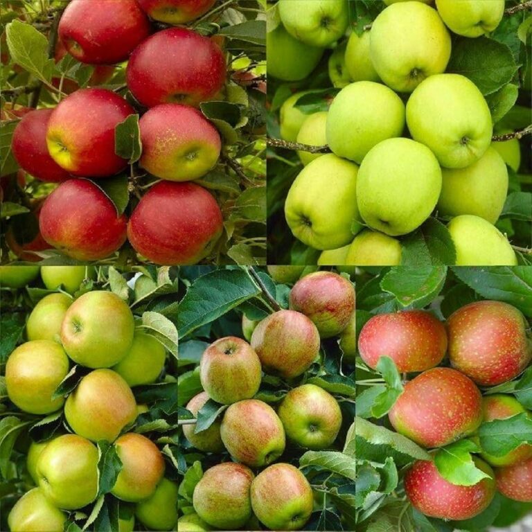 30 Variedades de Manzanos Deliciosos para Tu Jardín - Jardineria Ideal