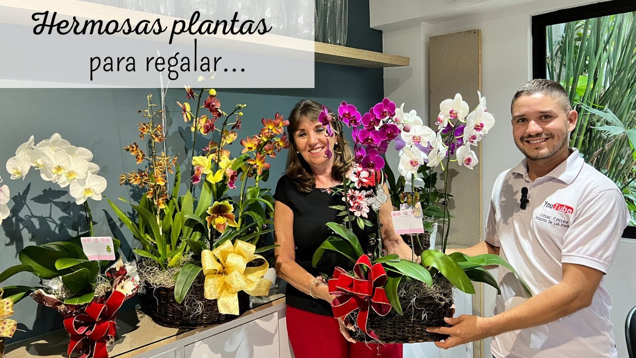 31 Hermosas Plantas para Regalar y Recibir en Fiestas - Jardineria Ideal