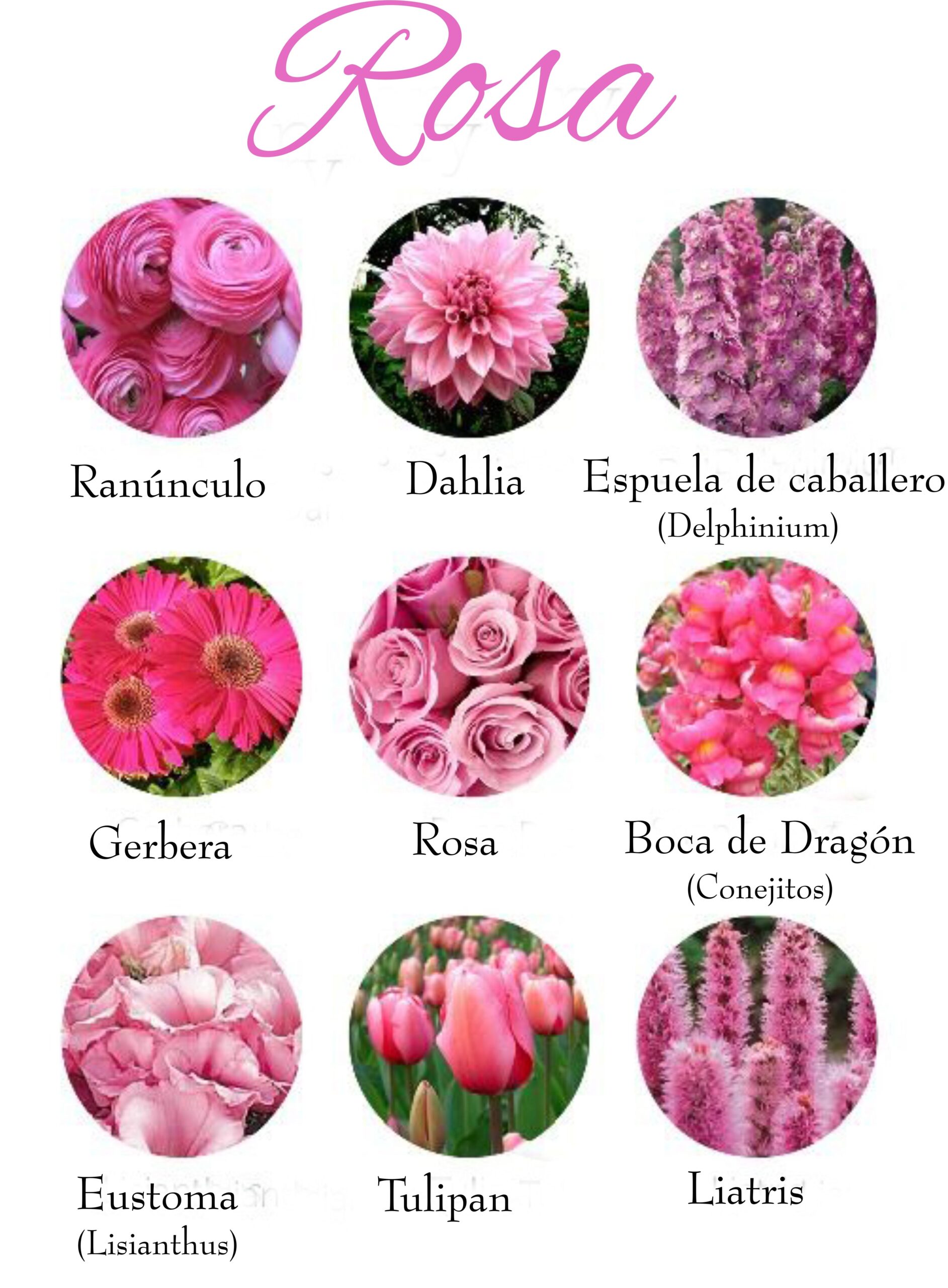 37 Flores Perennes Rosas con Nombres e Imágenes - Jardineria Ideal