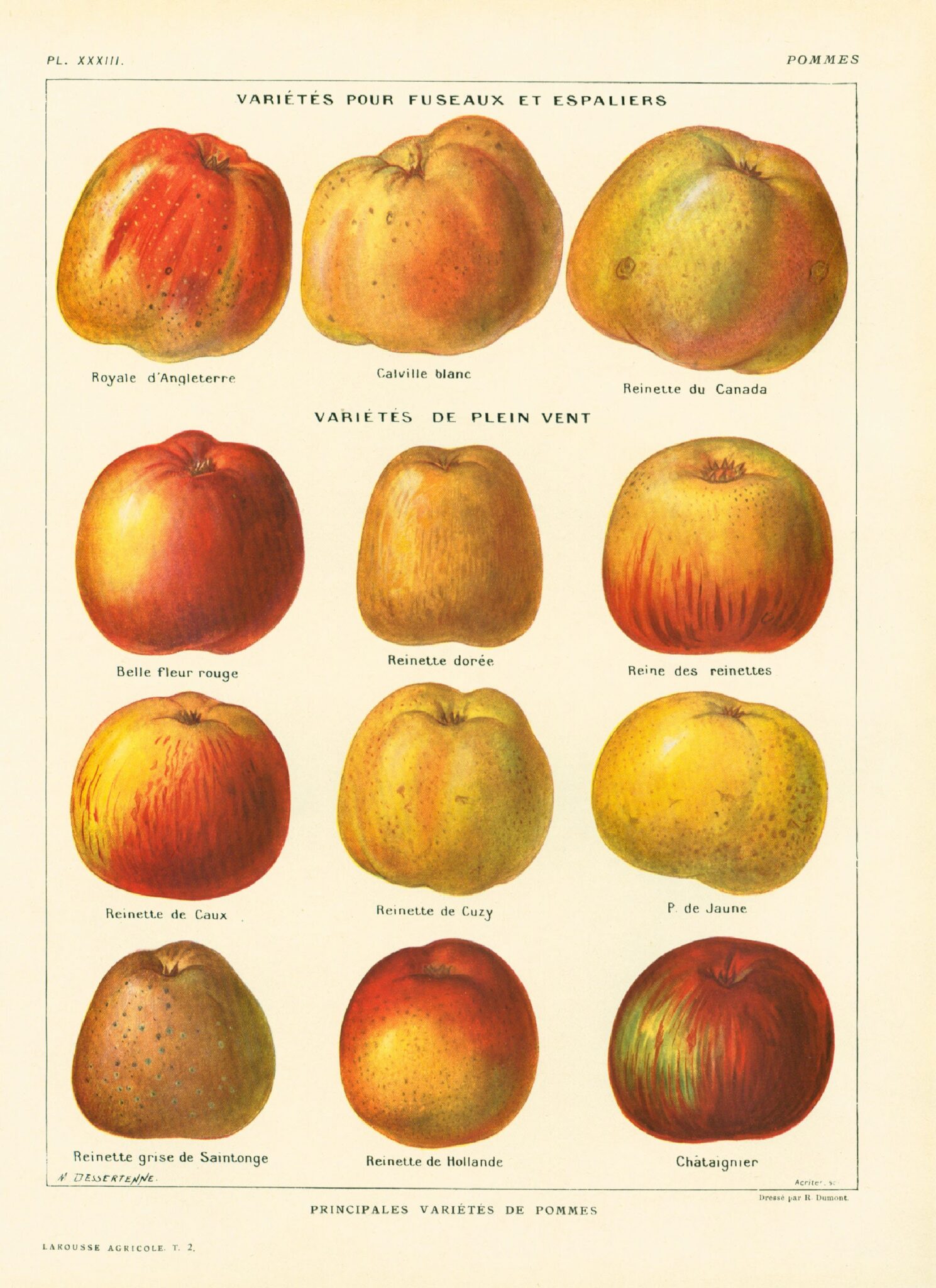 75 Variedades de Manzanas Antigua que Probablemente Desconoces ...