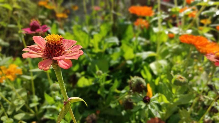 9 Flores de Corte que Prosperan al Sembrarlas en Otoño - Jardineria Ideal