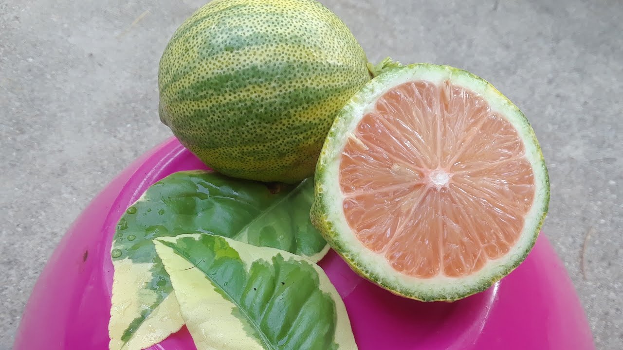 Árbol de Limonada Rosa: Limones Sorprendentes que Te Encantarán ...