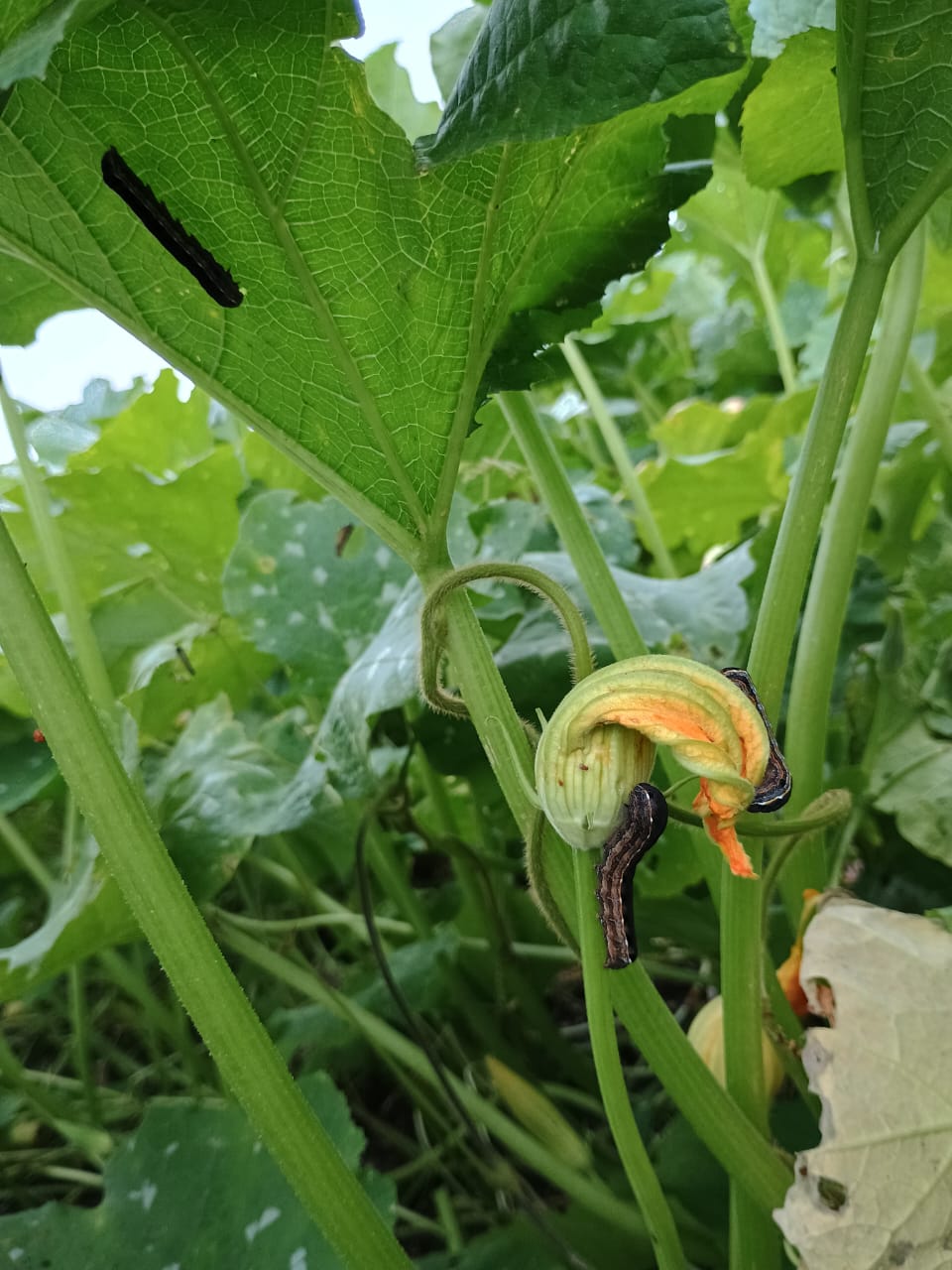 Causas del enblanquecimiento de las hojas de mi calabaza - Jardineria Ideal