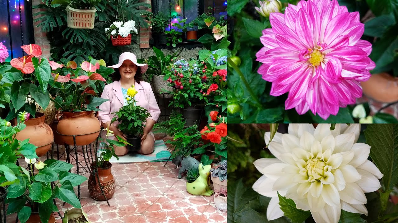 Cinco razones para dejar tus dalias en tierra durante invierno ...