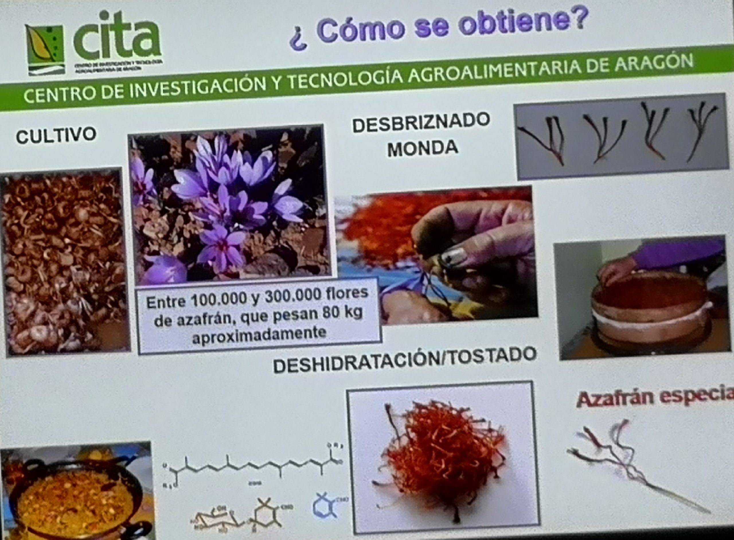 Cultiva Azafrán: La Especia Más Valiosa del Mundo - Jardineria Ideal