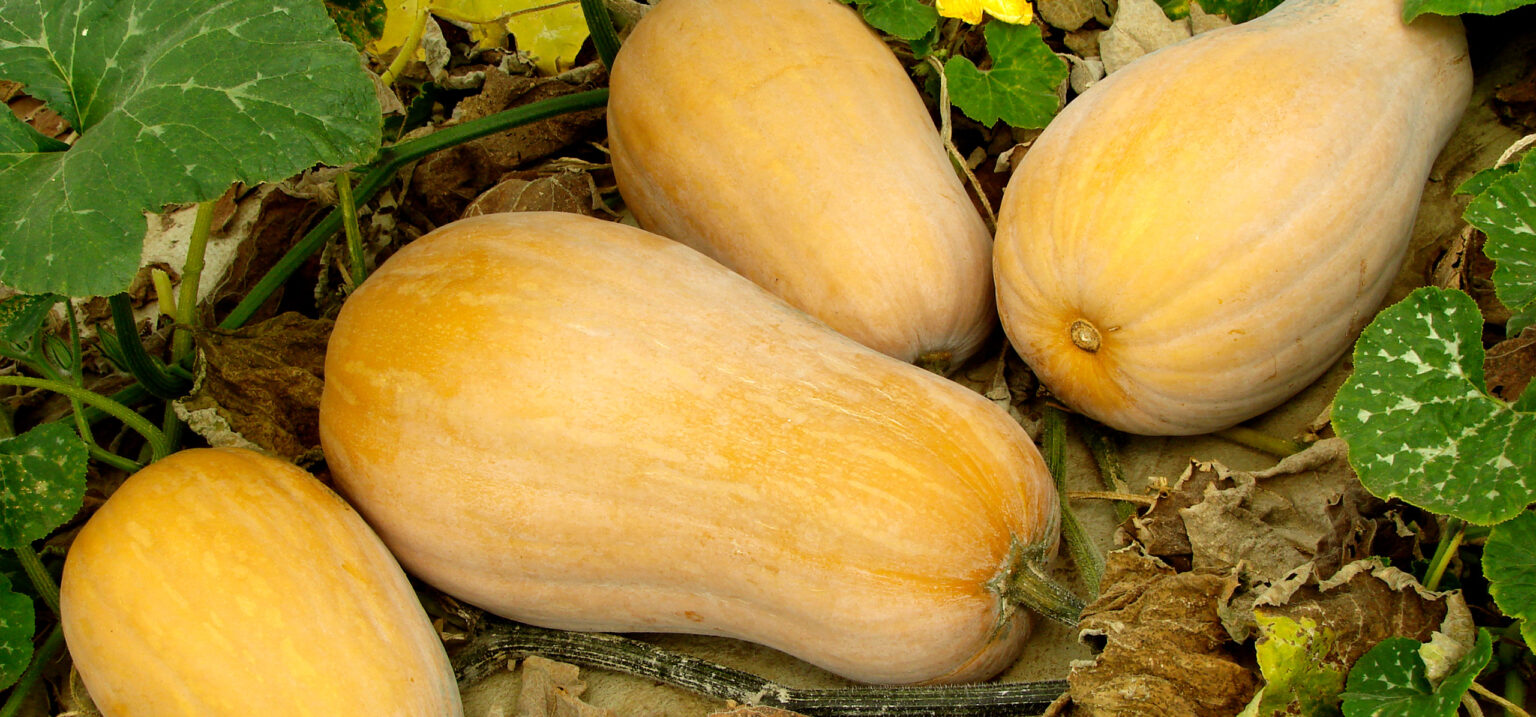 Cultiva Calabaza Butternut para Sabores Otoñales Exquisitos ...