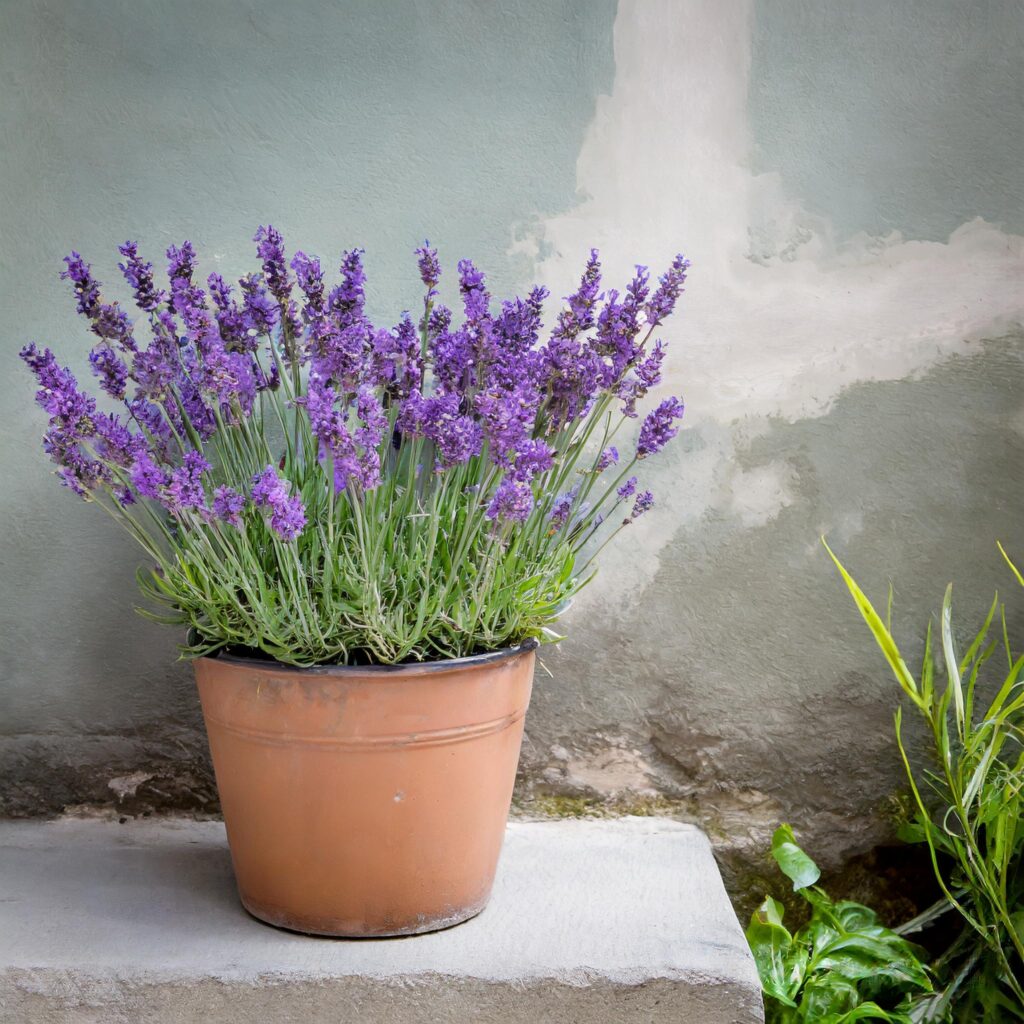 Cultiva Hermosas Plantas De Lavanda En Macetas O Contenedores