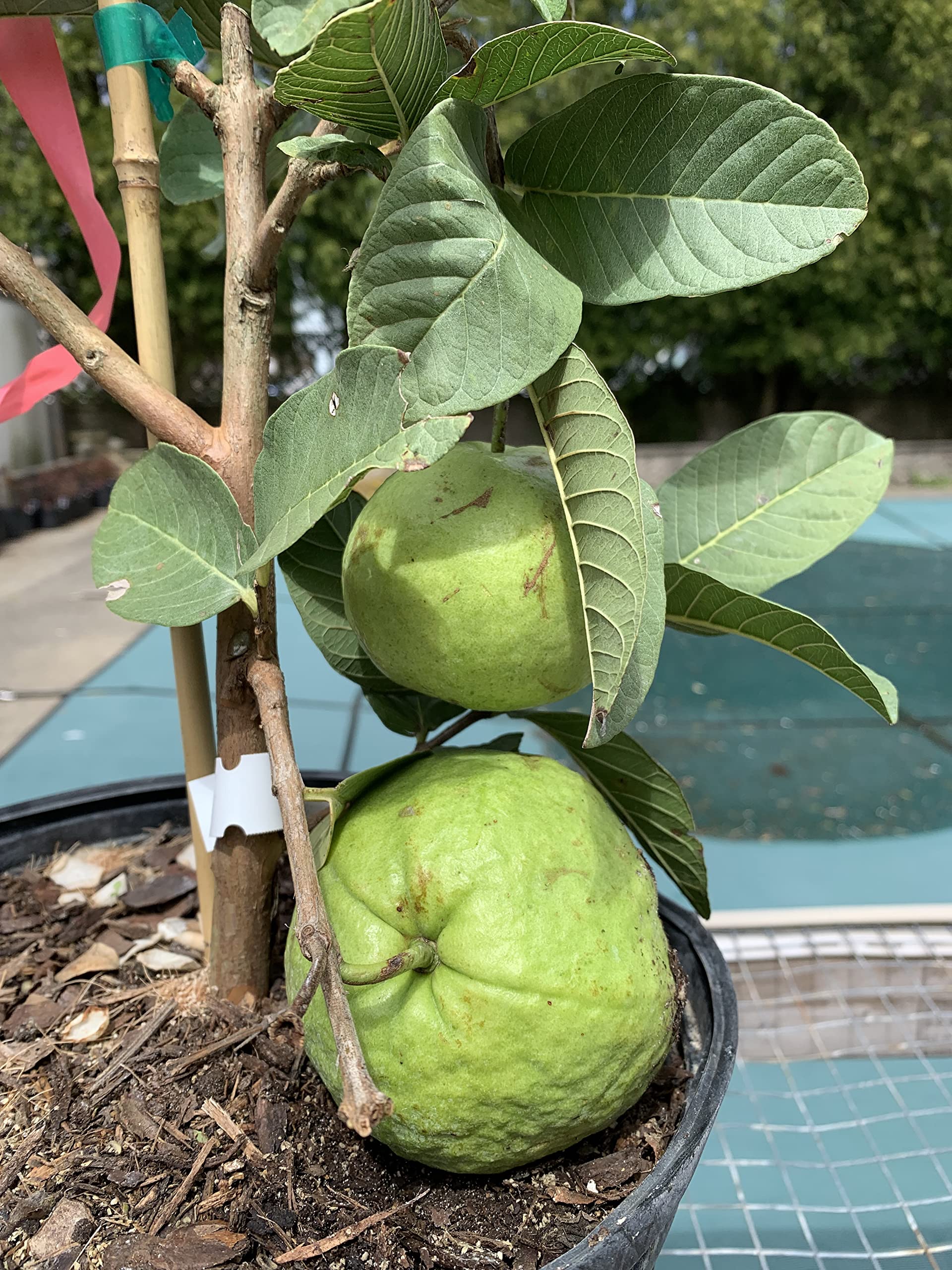 Cultiva y Cuida Árboles de Guayaba ‘Thai White’ Eficazmente ...