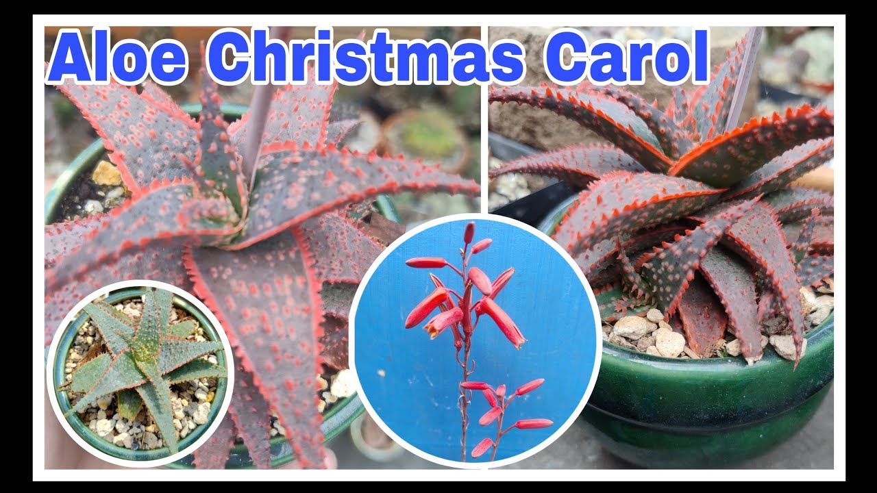 Cultivo y cuidado del aloe 'Christmas Carol' en casa - Jardineria Ideal