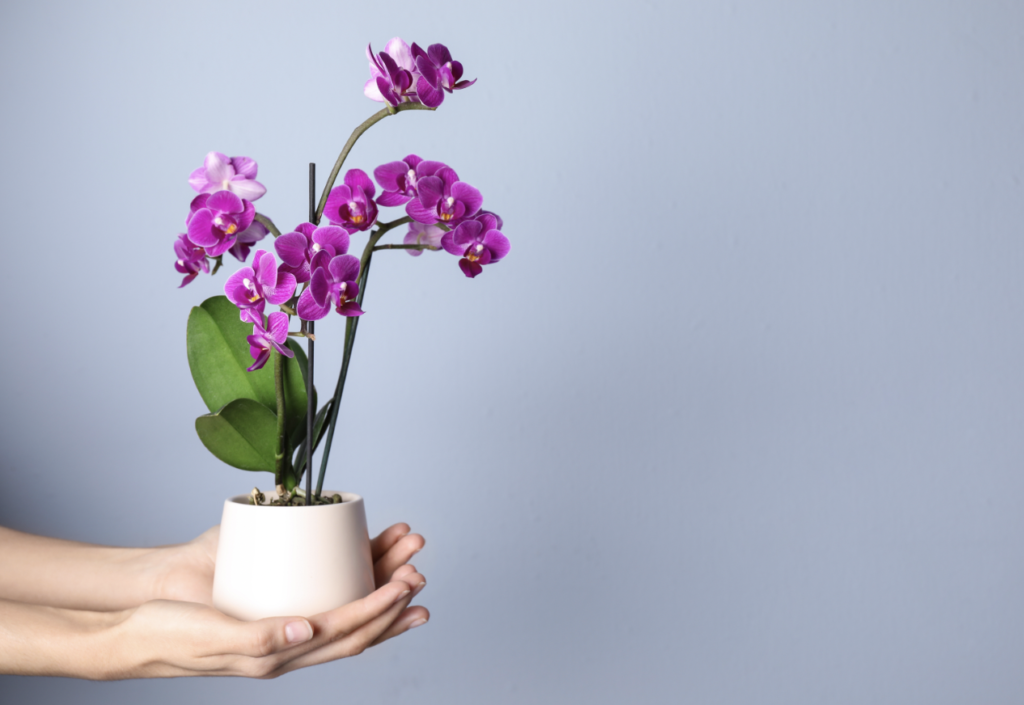 ¿Dónde Colocar Tu Orquídea? 6 Consejos Para Elegir el Mejor Lugar ...