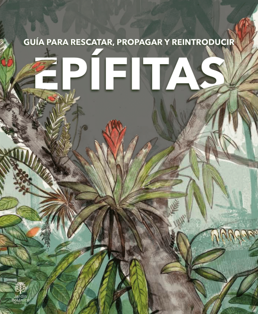 Epífitas: Guía Completa sobre Plantas y su Cuidado - Jardineria Ideal