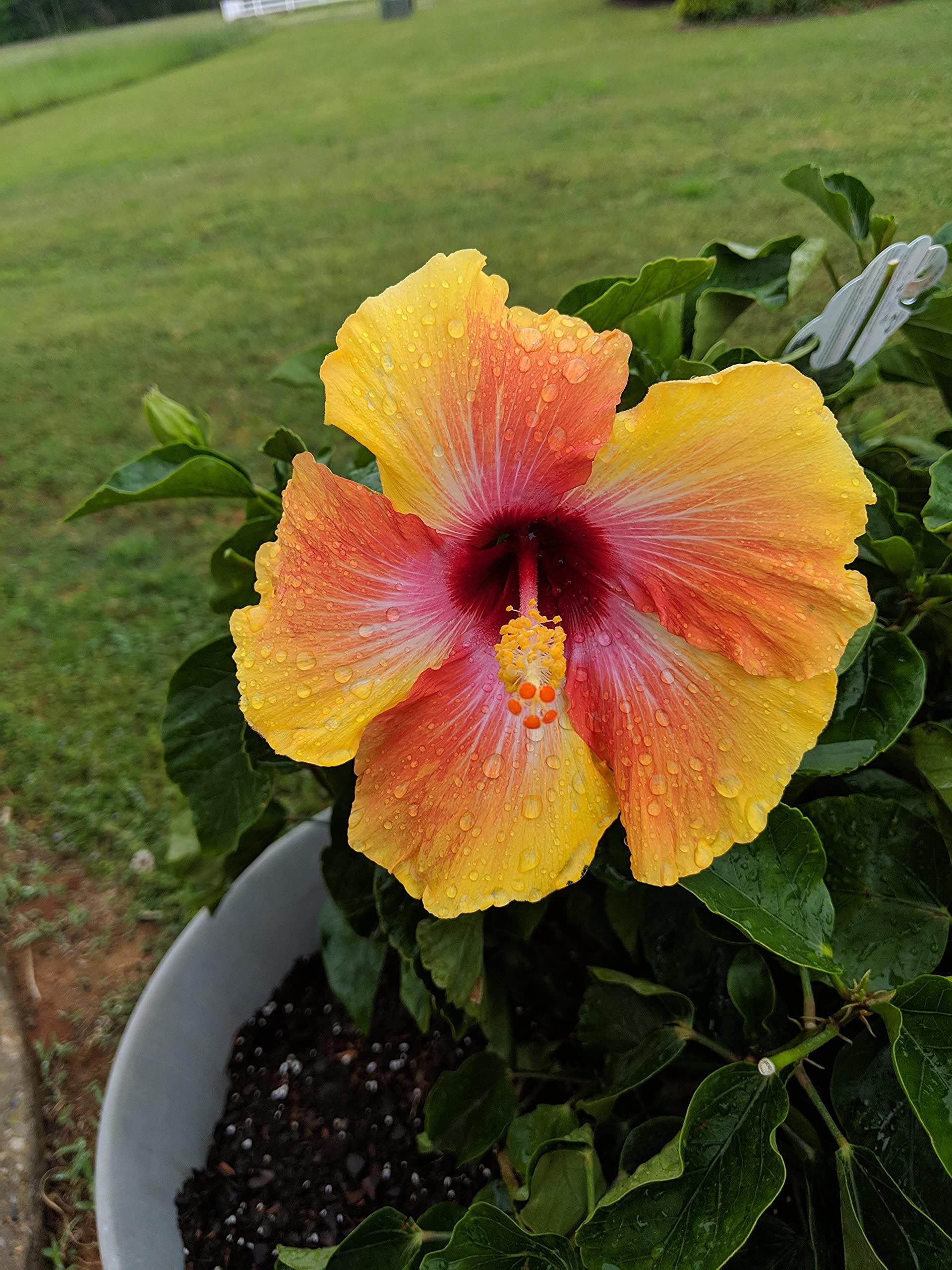 Fiesta Hibiscus: Cultivo y Cuidado de Exóticos Populares en el Jardín ...