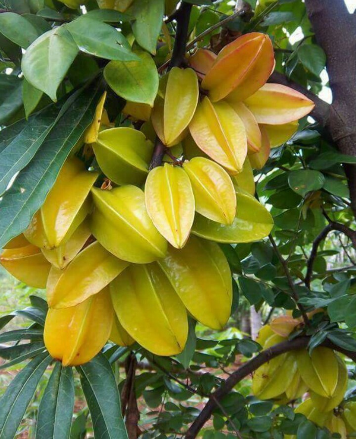 Guía Completa para Cultivar y Cuidar Árboles de Carambola - Jardineria ...