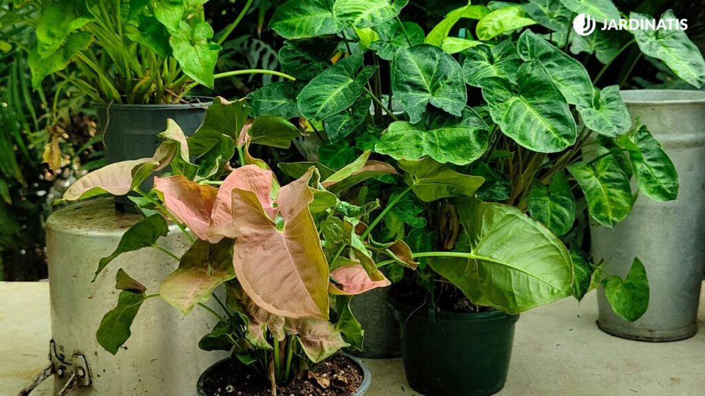 Guía Completa para Cultivar y Cuidar el Syngonium (Planta de Punta de ...