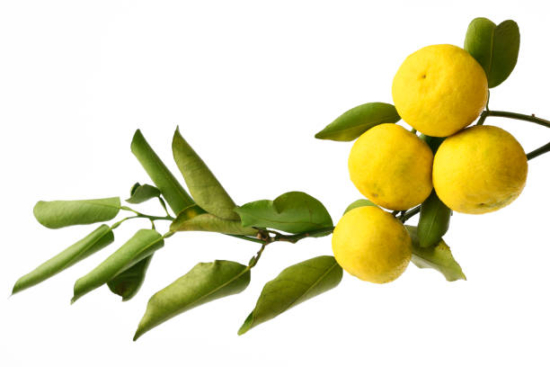 Guía Completa para Cultivar y Cuidar el Yuzu - Jardineria Ideal