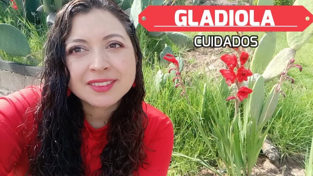 Guía completa para cultivar y cuidar los gladiolos - Jardineria Ideal