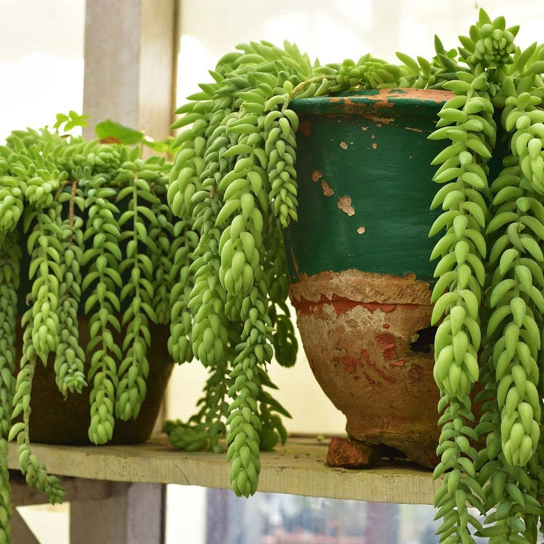 Guía Completa para Cultivar y Cuidar Suculentas Cola de Burro ...