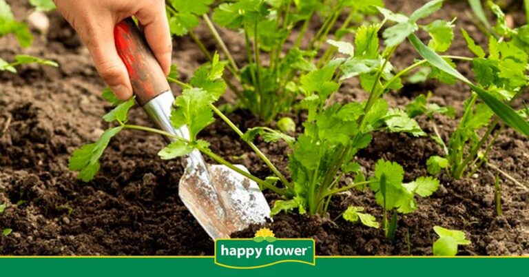 Guía Completa para Plantar Cultivar y Cuidar Cilantro - Jardineria Ideal