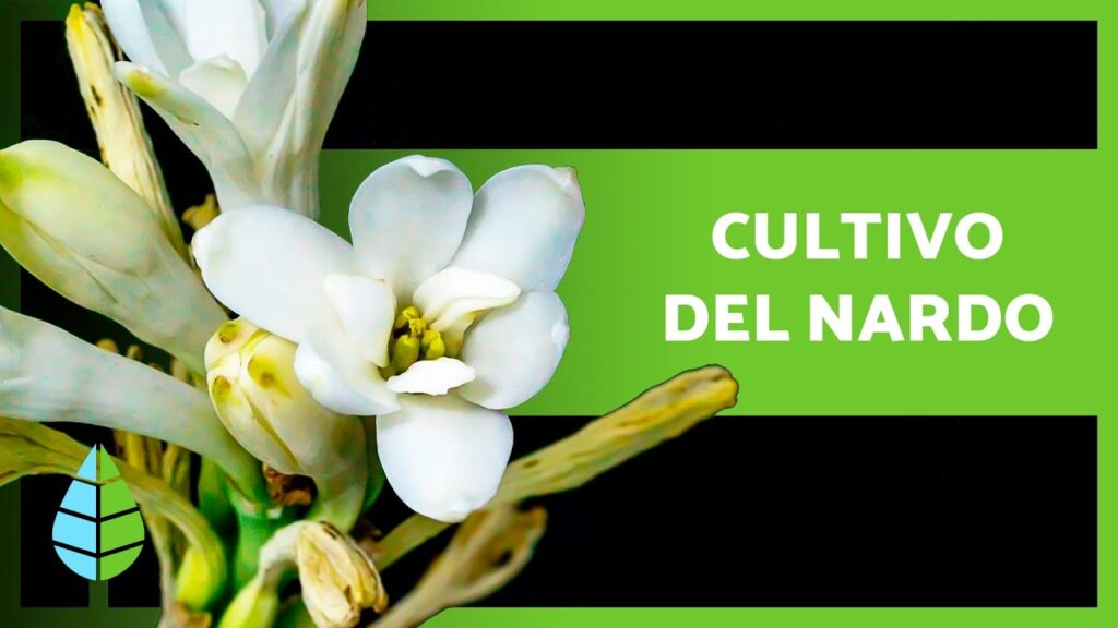 Guía Completa para Plantar Cultivar y Cuidar Nardos - Jardineria Ideal