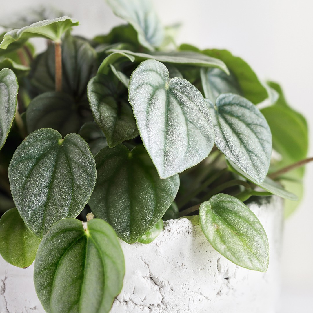 Guía Completa para Plantar Cultivar y Cuidar Peperomia Frost ...