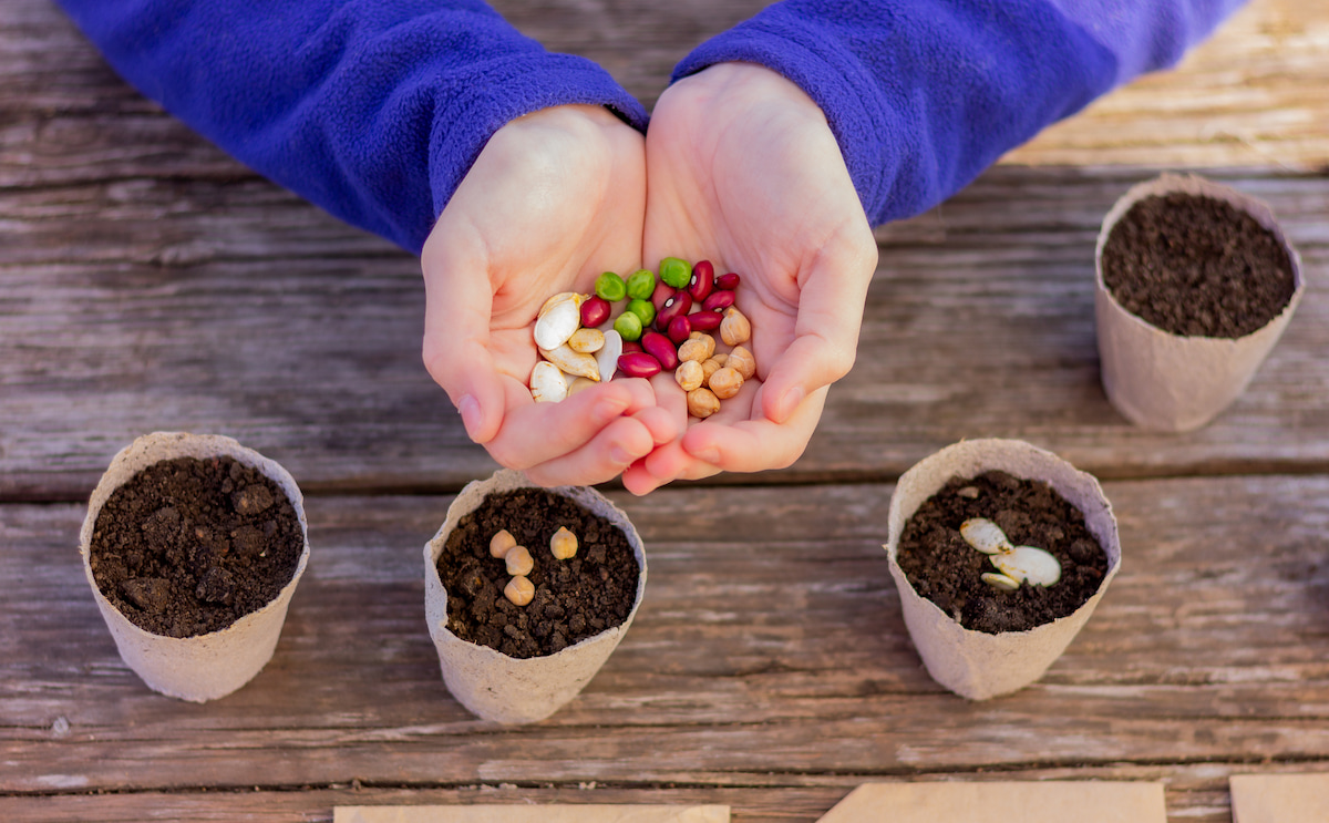 Guía Inicial para Conservar Semillas en el Jardín - Jardineria Ideal