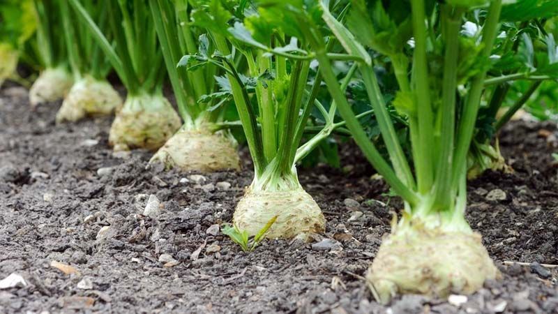 Guía para cultivar y cuidar el apionabo eficazmente - Jardineria Ideal