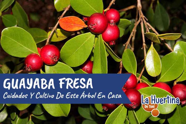 Guía para Cultivar y Cuidar el Árbol de Guayaba Fresa - Jardineria Ideal