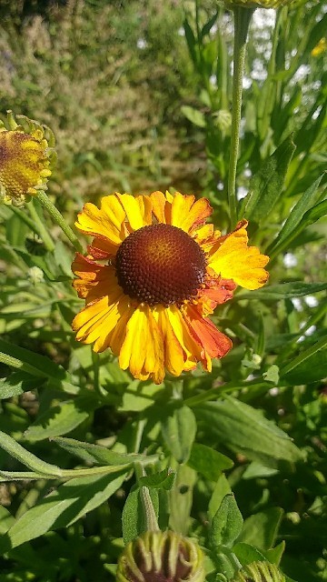 Guía para Cultivar y Cuidar el Helenium exitosamente - Jardineria Ideal