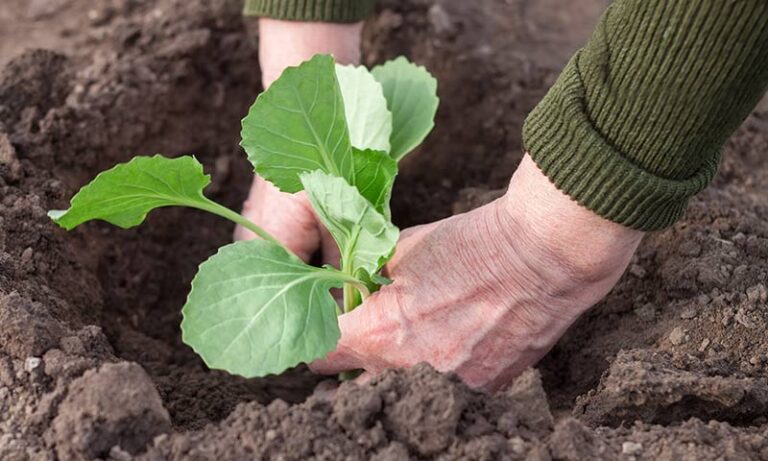 Guía para cultivar y cuidar el repollo ‘Coral Prince’ - Jardineria Ideal