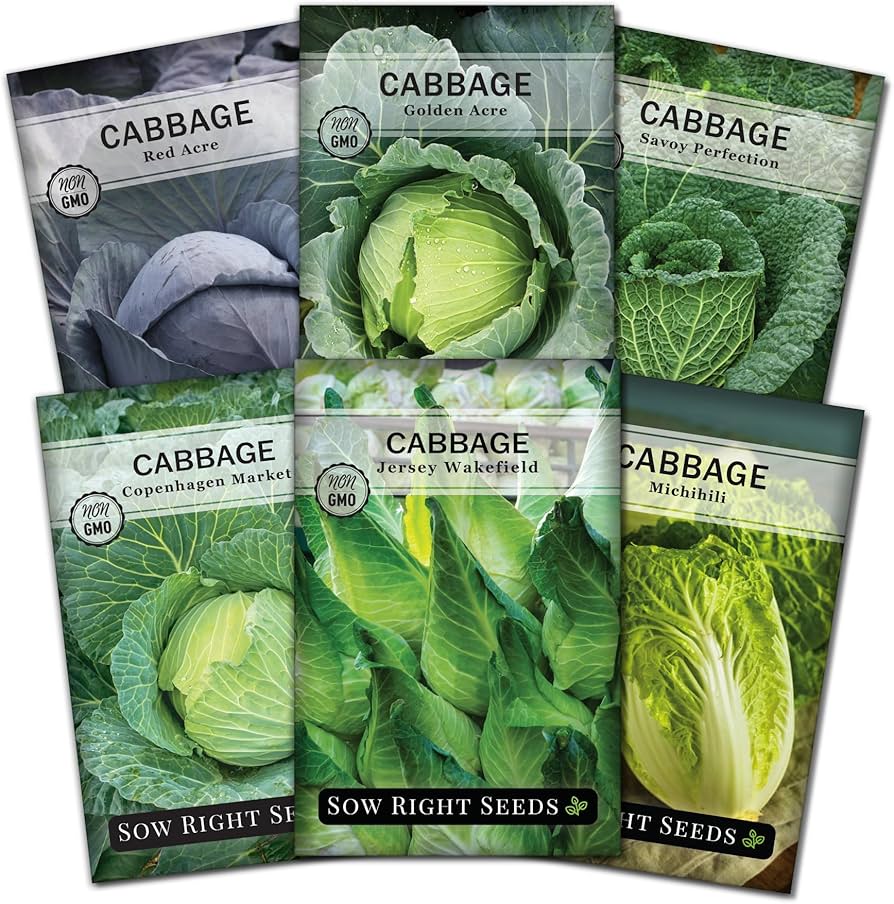 Guía para cultivar y cuidar el repollo de Saboya - Jardineria Ideal