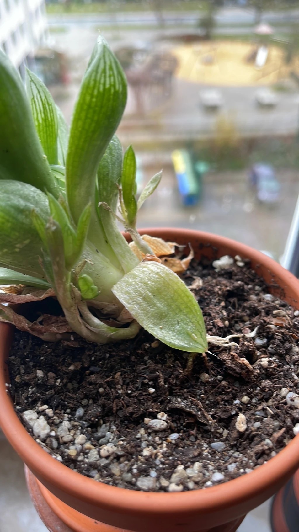 Guía para Cultivar y Cuidar la Haworthia Cathedral Window - Jardineria ...