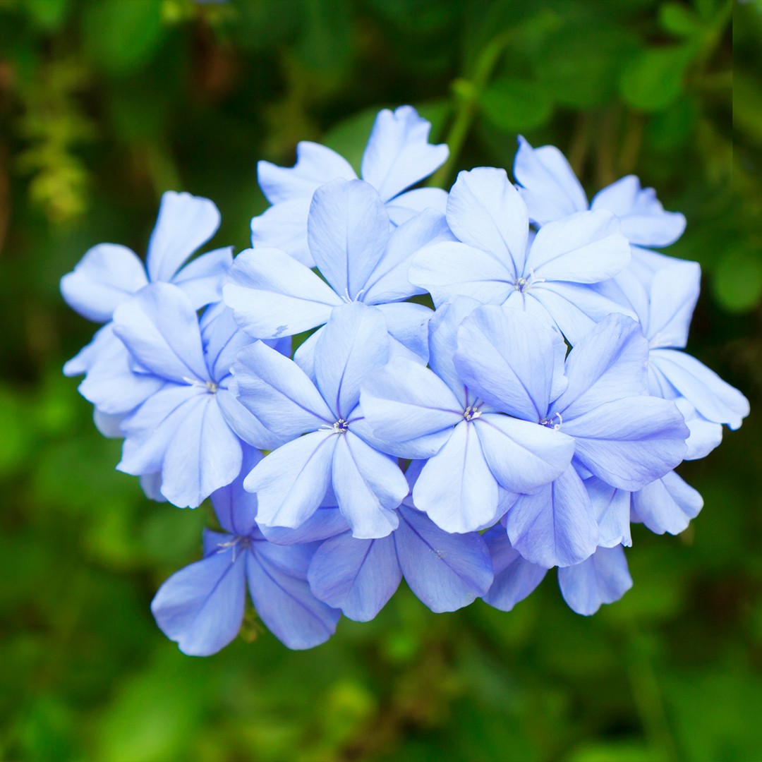 Guía para cultivar y cuidar la planta de flor azul - Jardineria Ideal