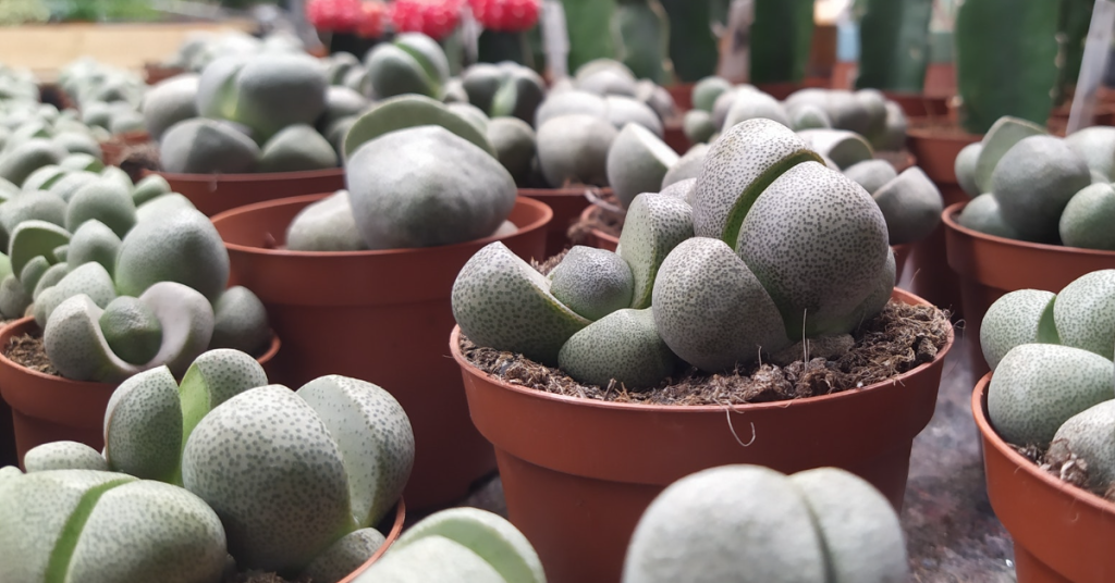 Guía para Cultivar y Cuidar Lithops: Piedras Vivas - Jardineria Ideal