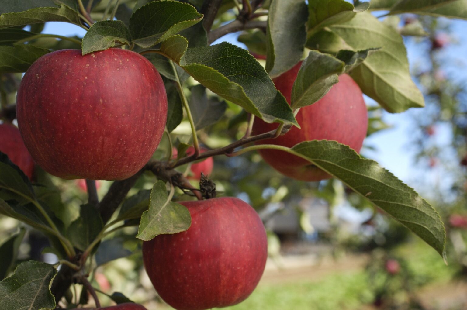 Guía para cultivar y cuidar manzanos 'Gala' exitosamente - Jardineria Ideal