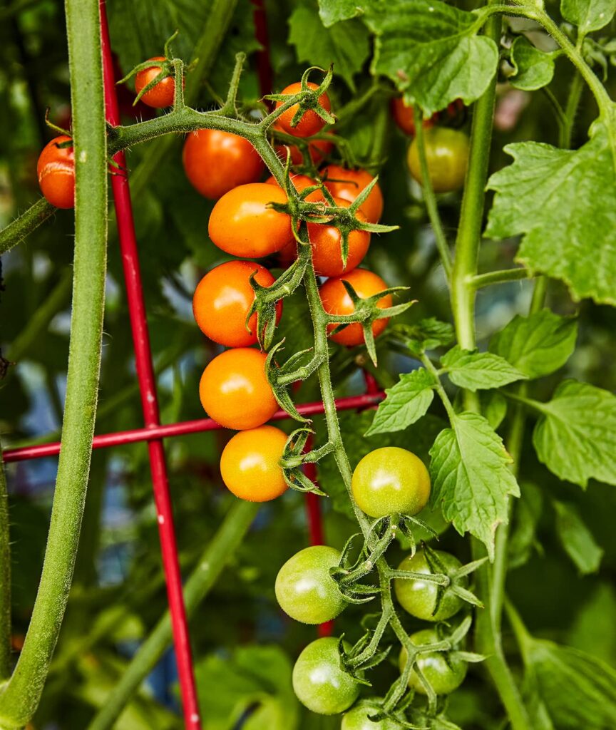 Guía para Cultivar y Cuidar Tomates 'Sun Gold - Jardineria Ideal