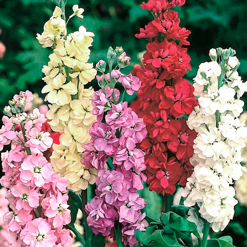 Guía para plantar cultivar y cuidar alhelíes - Jardineria Ideal