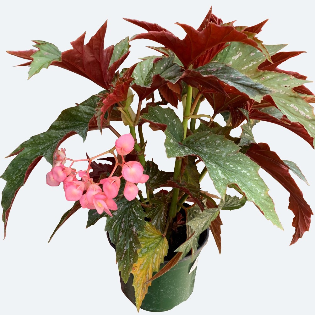Guía para plantar cultivar y cuidar begonias alas de ángel - Jardineria ...