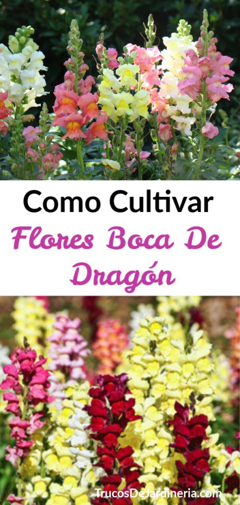 Guía para plantar cultivar y cuidar boca de dragón - Jardineria Ideal