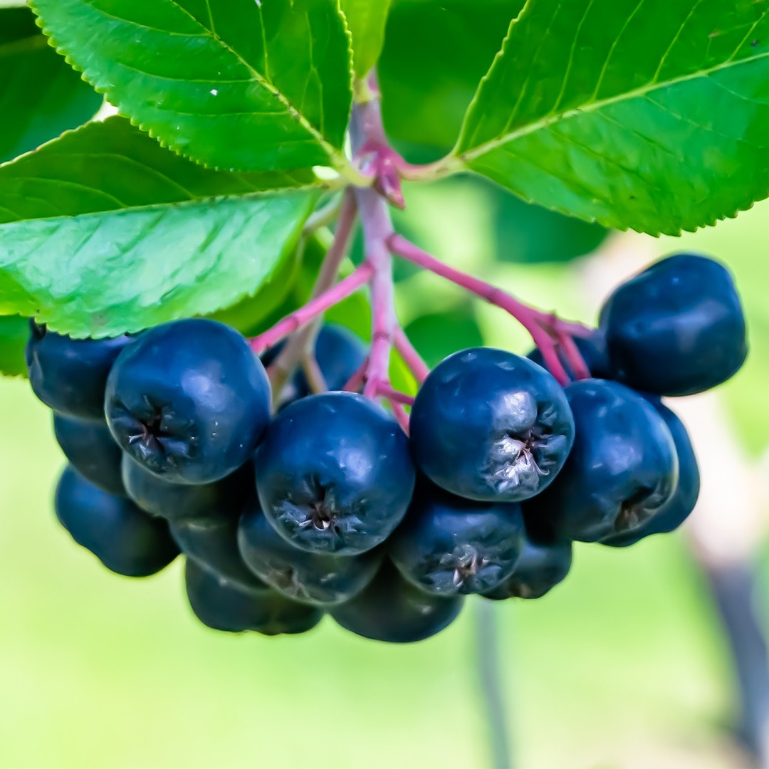 Guía para plantar cultivar y cuidar el aronia - Jardineria Ideal