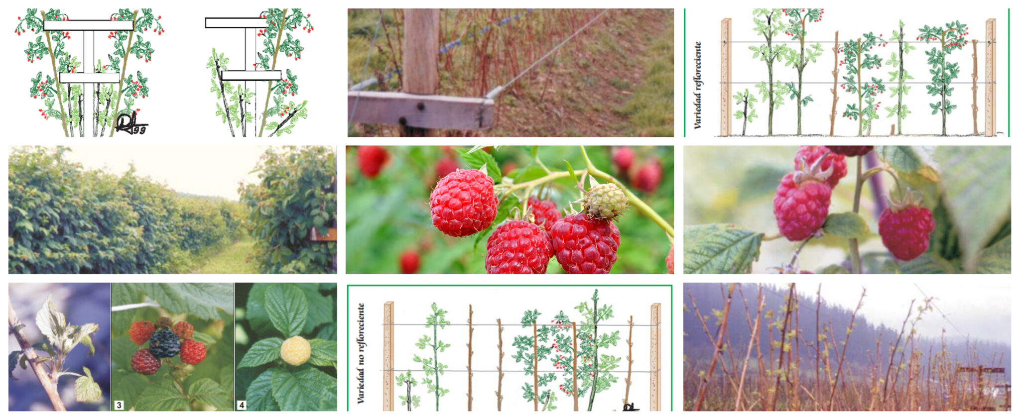 Guía para plantar cultivar y cuidar la frambuesa rastrera - Jardineria ...