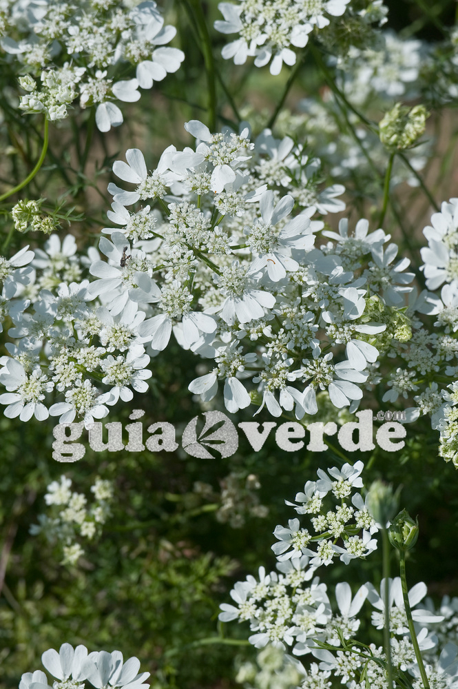 Guía para plantar cultivar y cuidar la Orlaya - Jardineria Ideal
