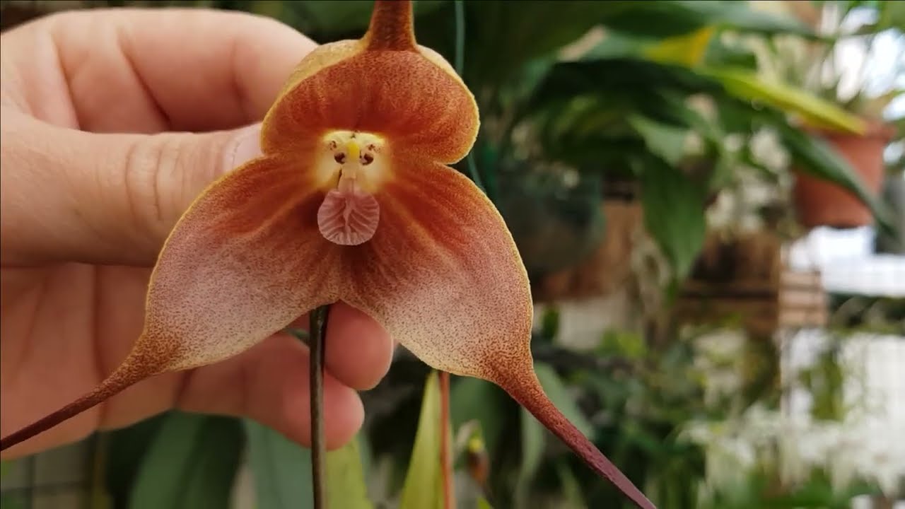 Guía para plantar cultivar y cuidar orquídeas Drácula - Jardineria Ideal